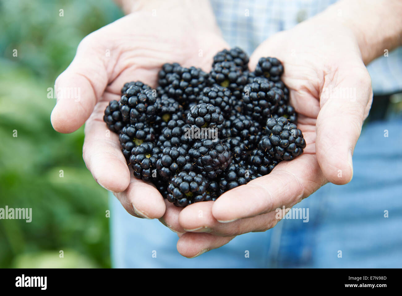 Man picking blackberries hi-res stock photography and images - Alamy