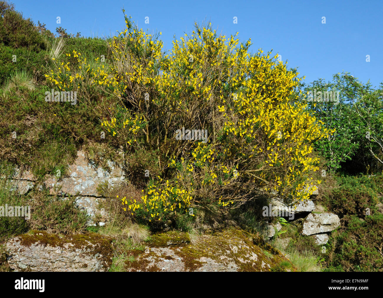 Broom Bush - Sarothamnus scoparius In old Granite Quarry, Dartmoor ...