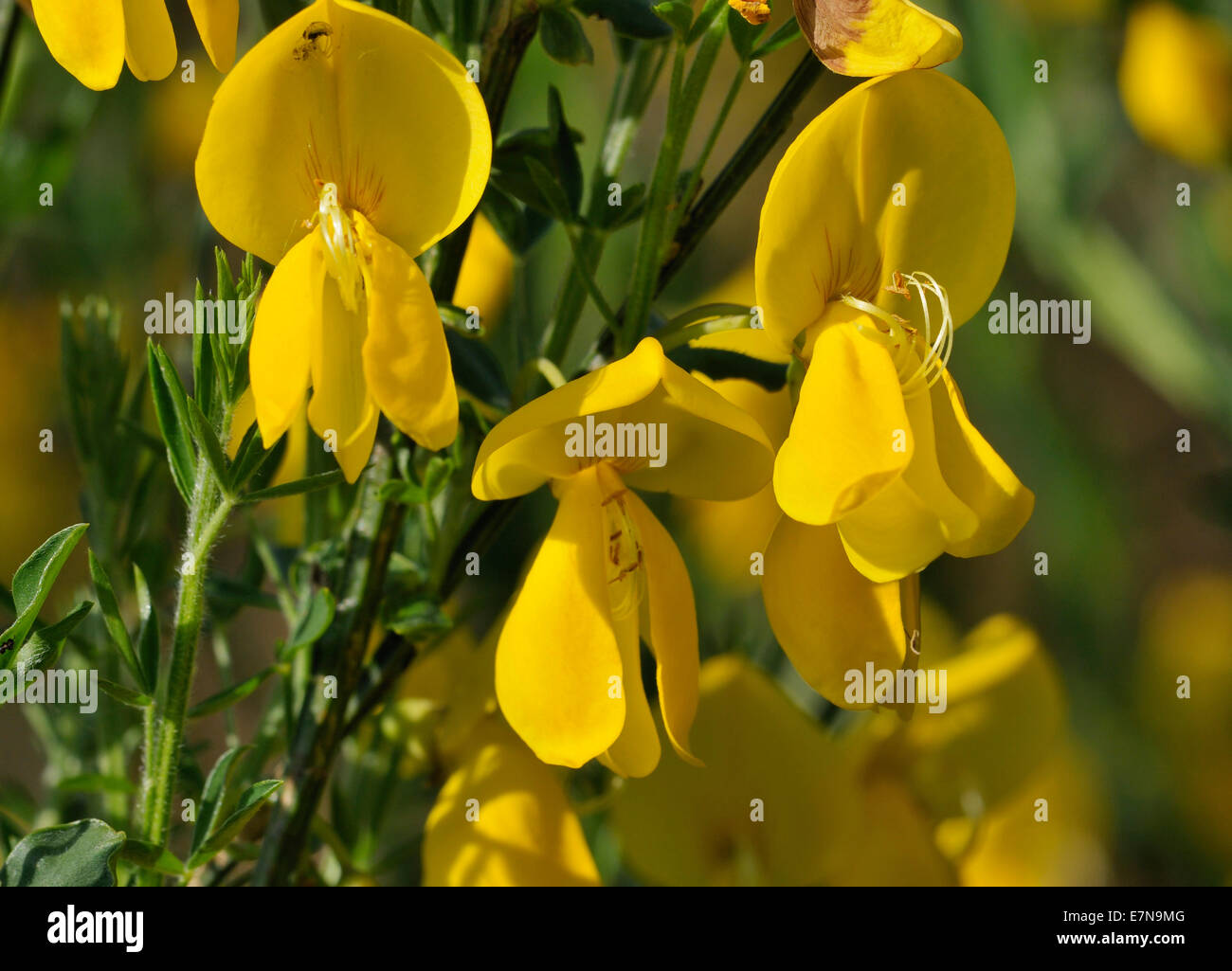 Broom flower hi-res stock photography and images - Alamy
