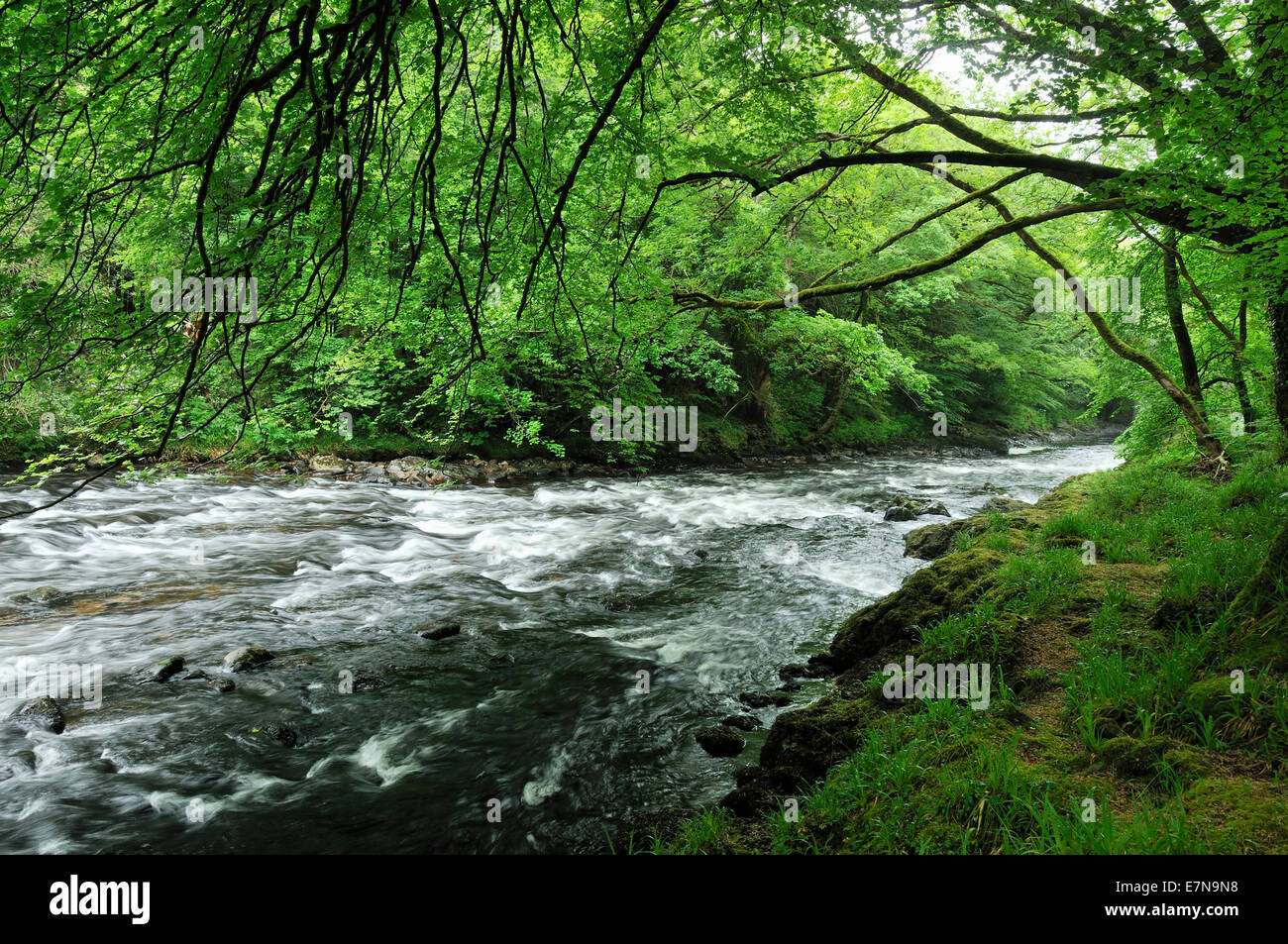 River Dart at Holne Bridge, Dartmoor, Devon Stock Photo - Alamy