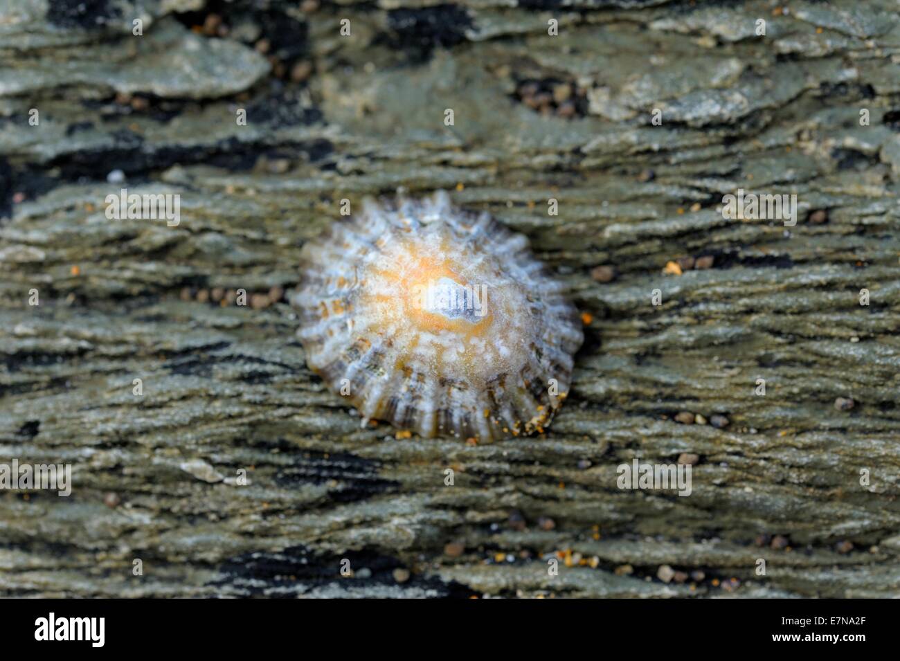 A small shell on a coastal rock formation Newquay Cornwall England uk ...