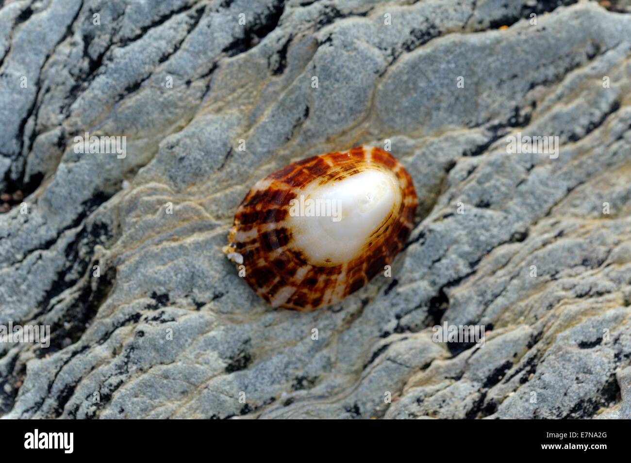 A small shell on a coastal rock formation Newquay Cornwall England uk ...