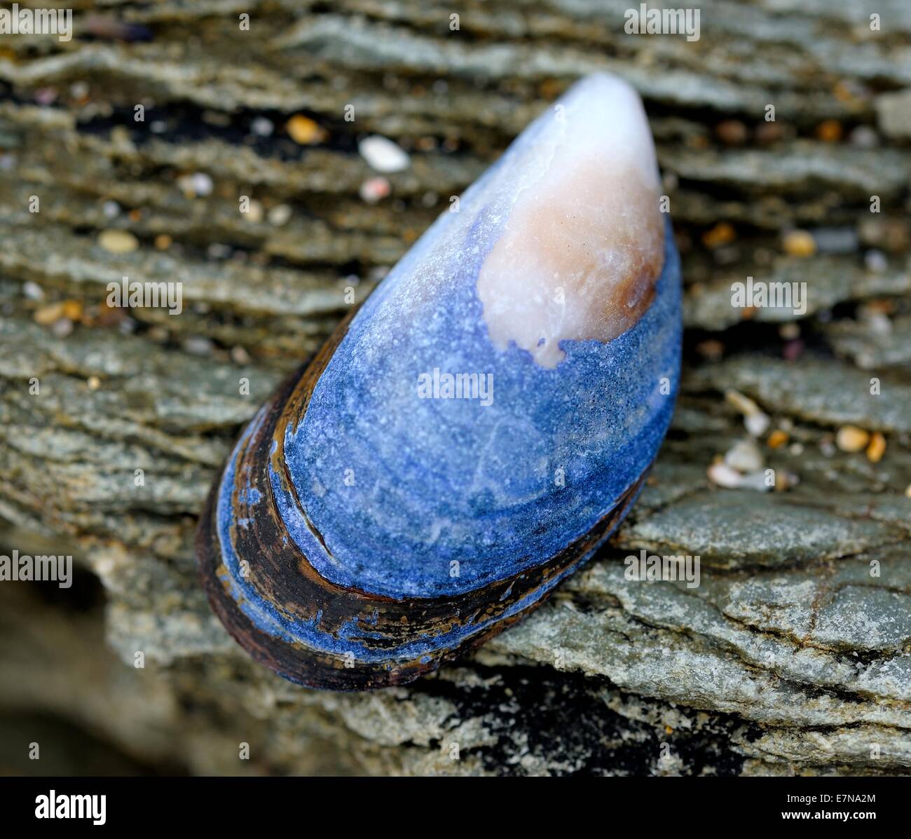 A small shell on a coastal rock formation Newquay Cornwall England uk ...