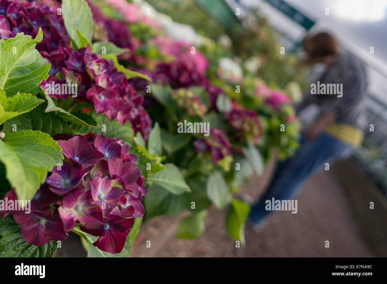 Anthony spratt hi-res stock photography and images - Alamy