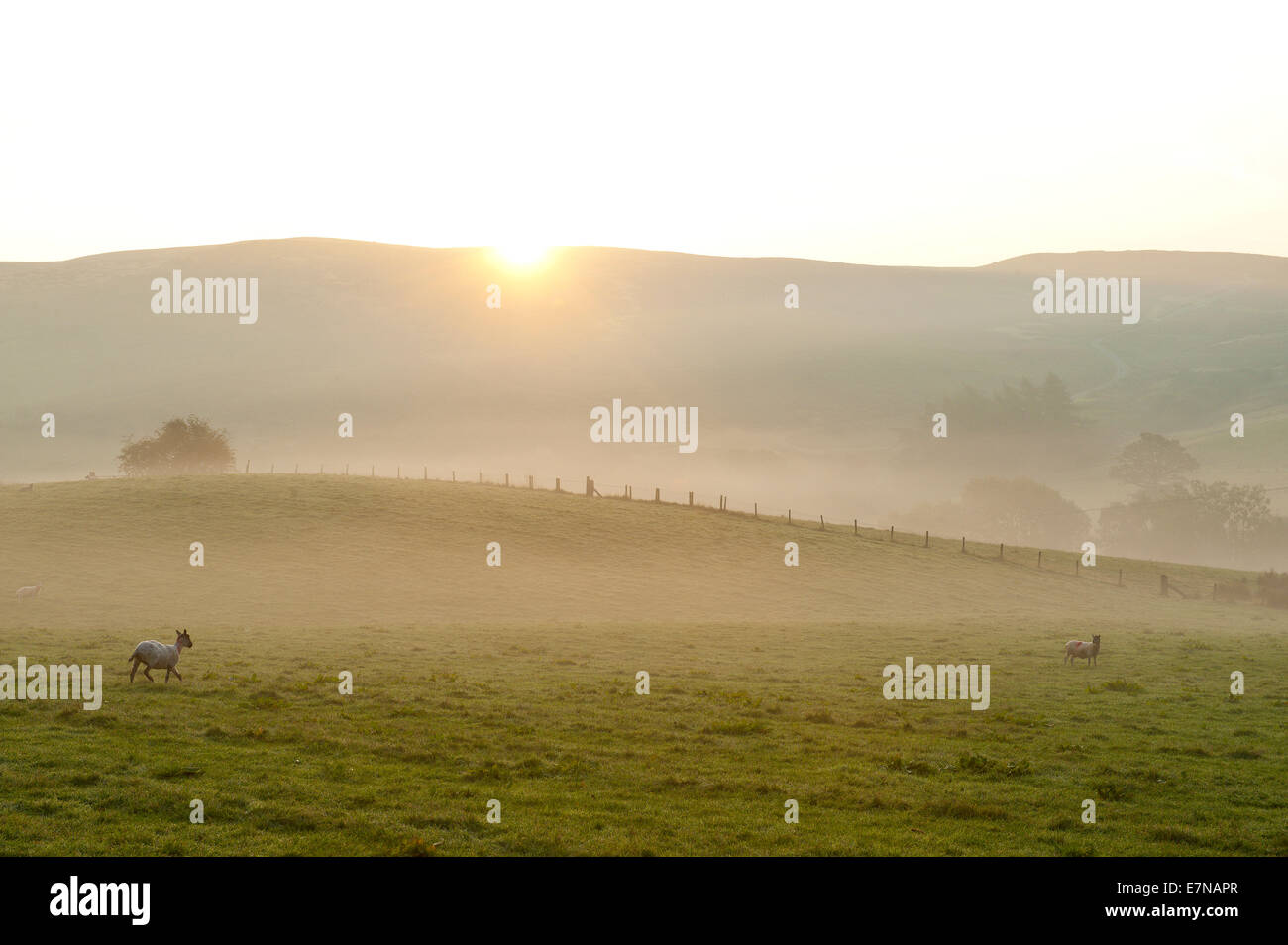 Epynt hi-res stock photography and images - Alamy