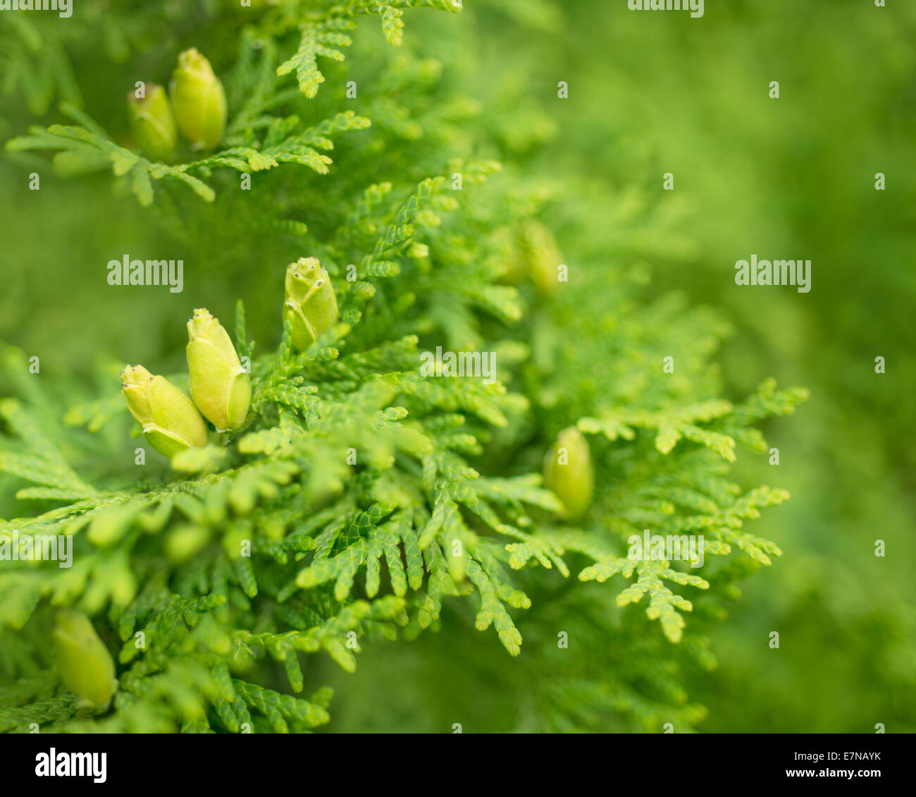 Thuja fruits hi-res stock photography and images - Alamy