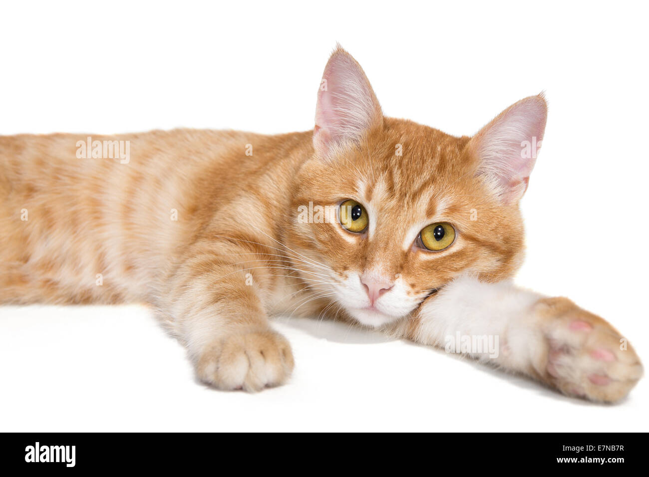 Red tabby cat hi-res stock photography and images - Alamy