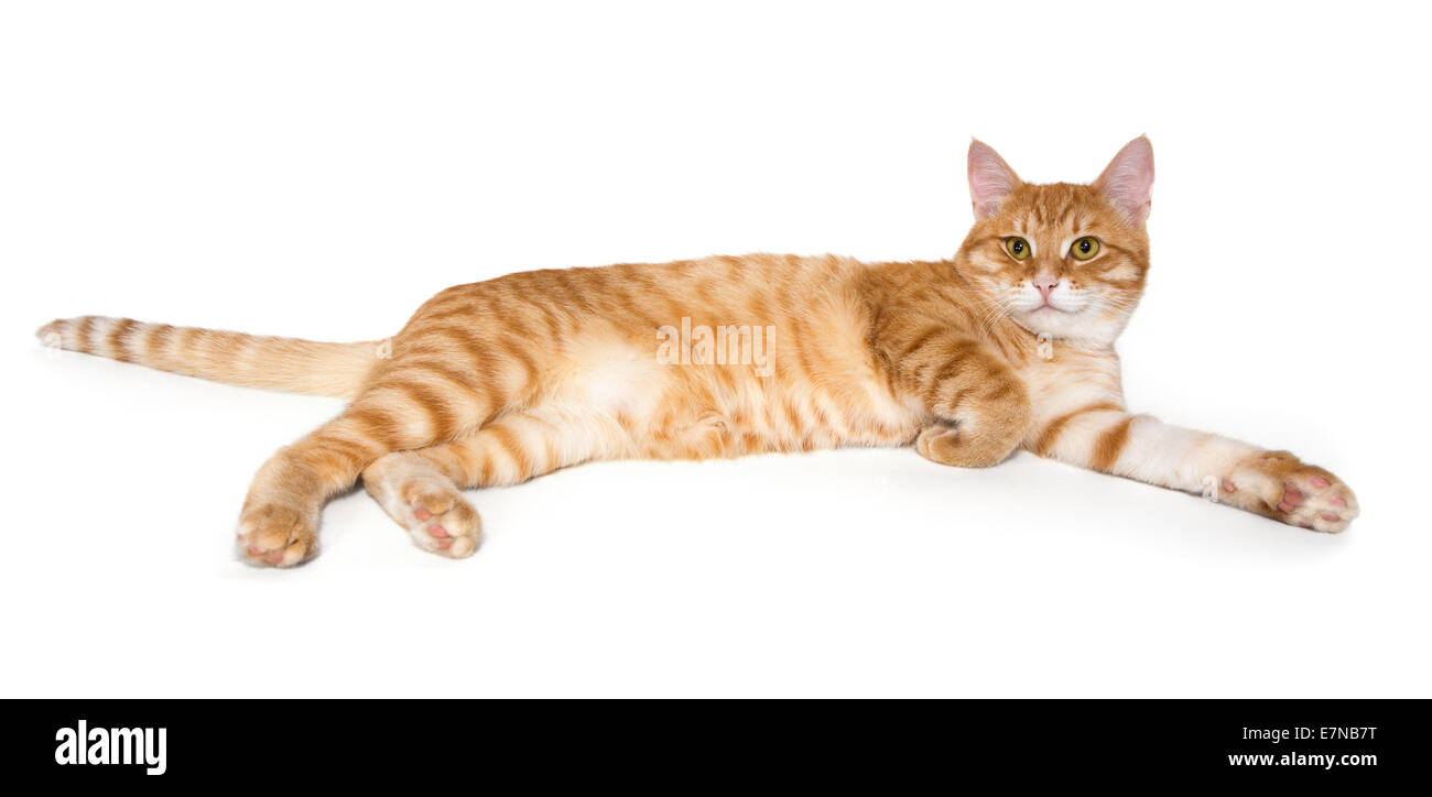 Red tabby cat hi-res stock photography and images - Alamy