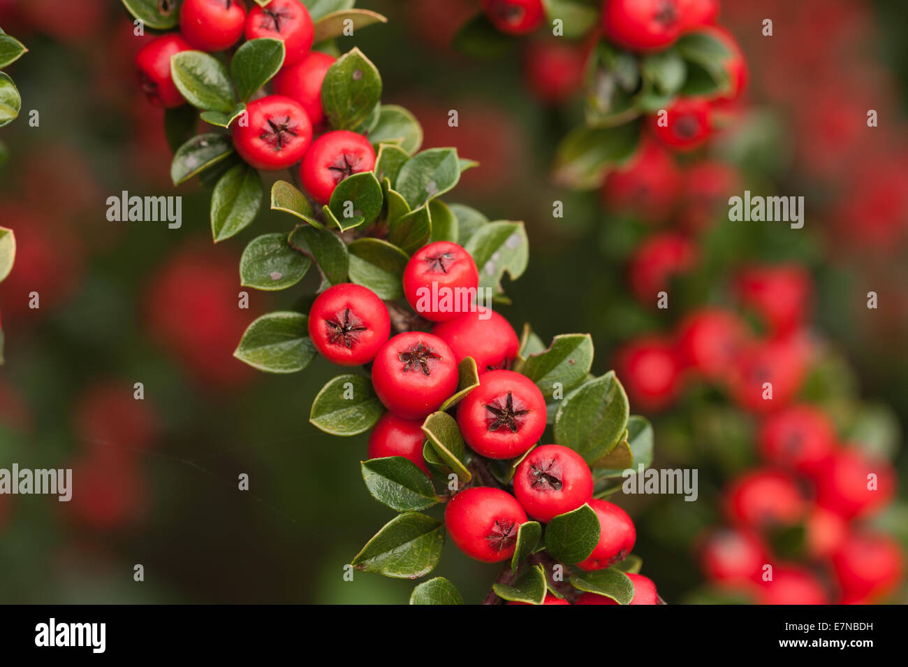 Abundant line lines of red berries cottoneaster shrub a great food ...