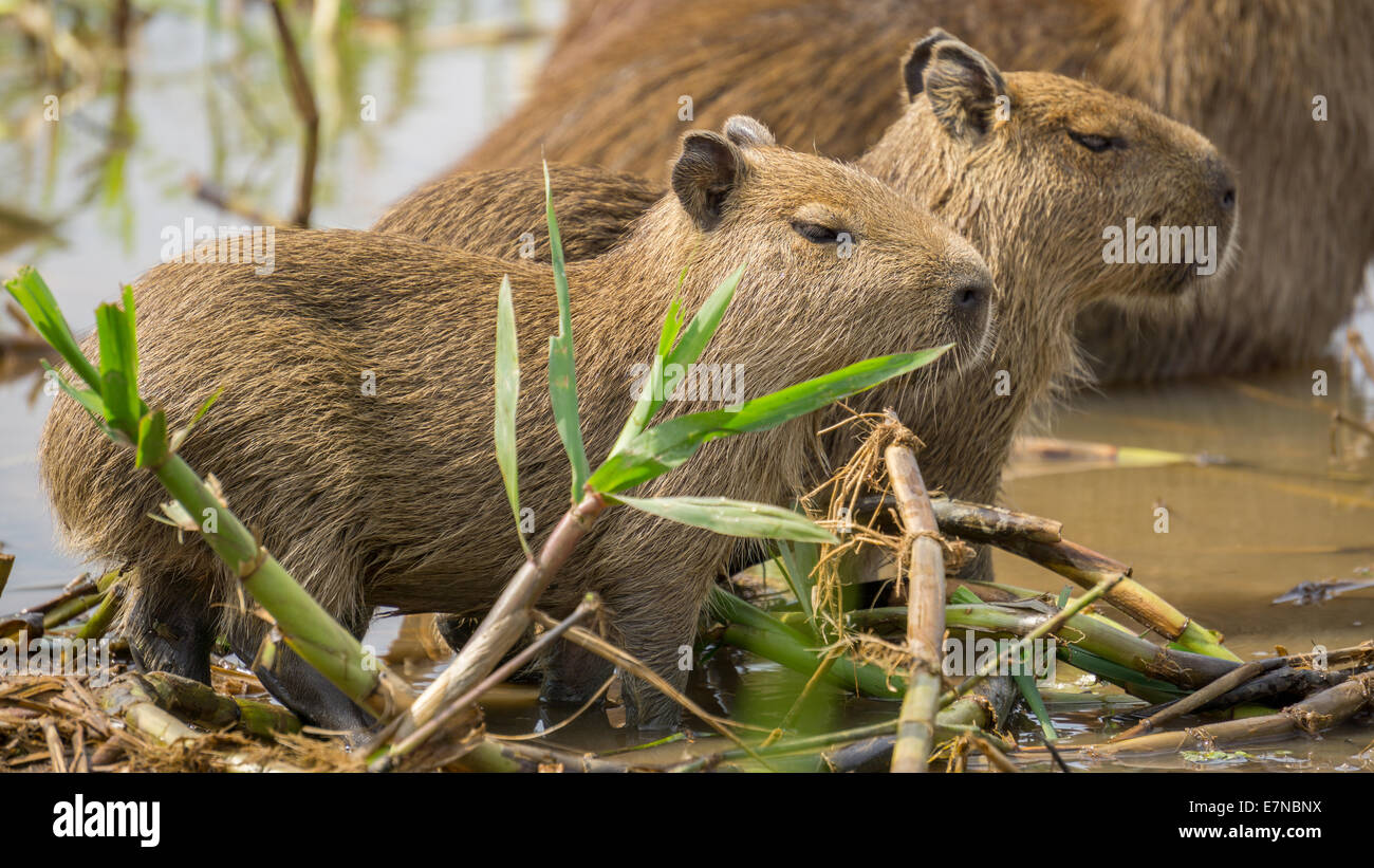 Baby Capybara in Brazilian Pantanal (Side view). Hydrochoerus ...