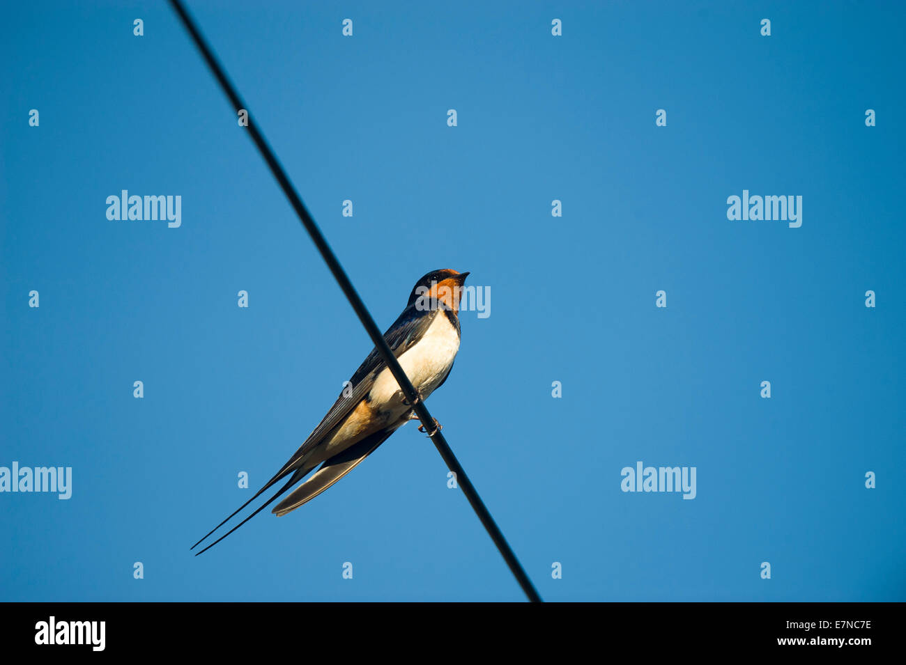 Swallow on telegraph wire hi-res stock photography and images - Alamy
