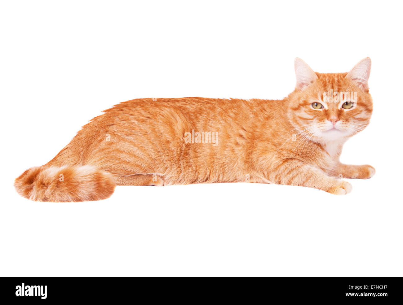 Classy red cat Stock Photo - Alamy