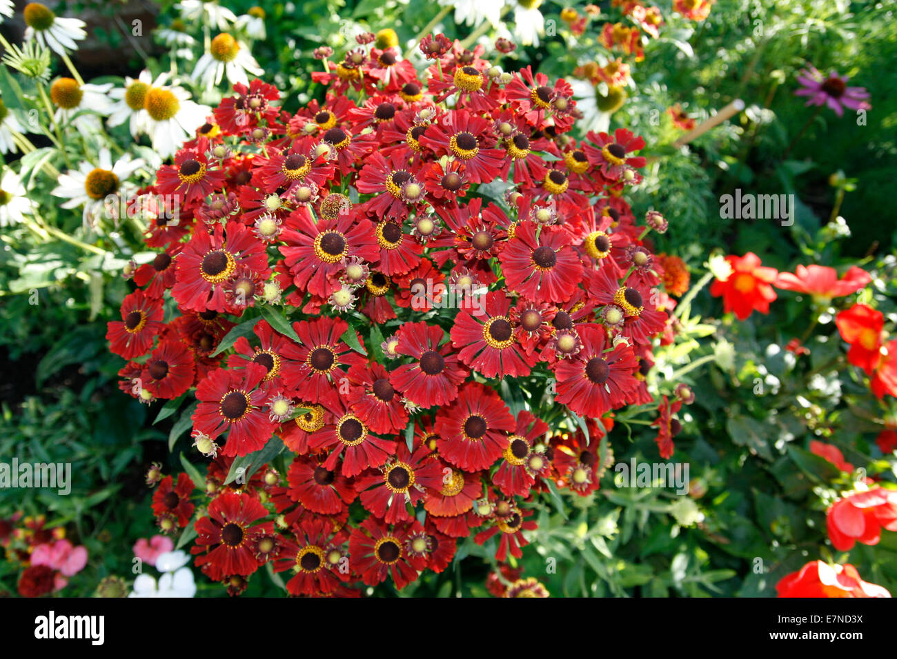 Helenium red hi-res stock photography and images - Alamy