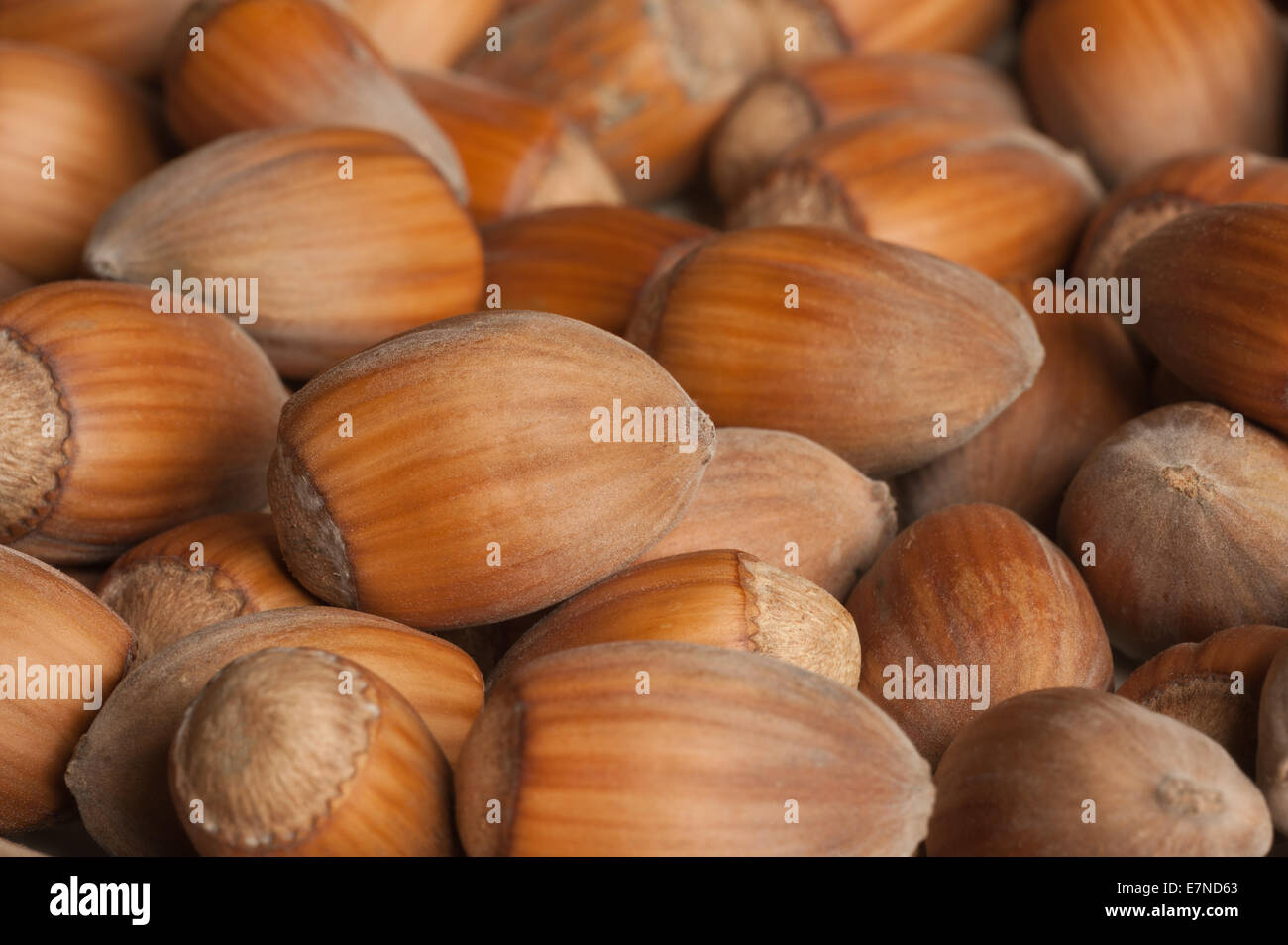 Pile of ripe peeled Kentish hob cobnut like hazel nut but more ...