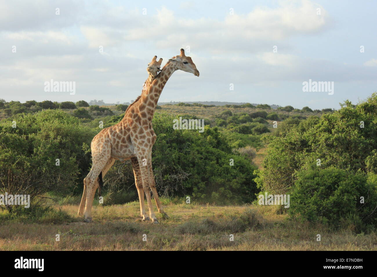 Pair of Giraffes Hugging Stock Photo - Alamy