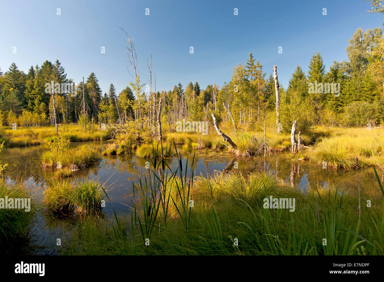 Swamp in Southern Germany Stock Photo - Alamy