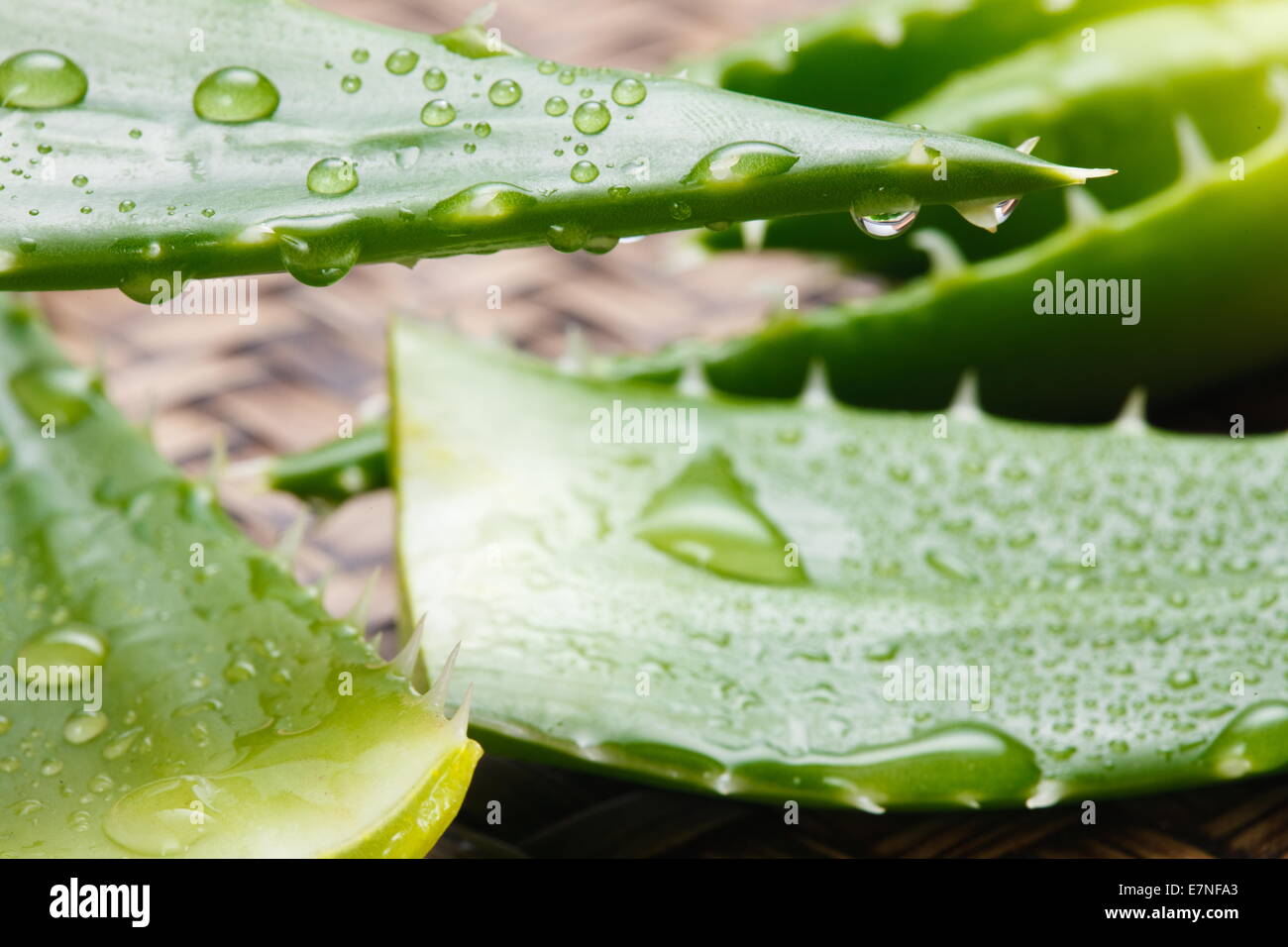 Aloe vera leaf cross section hi-res stock photography and images - Alamy