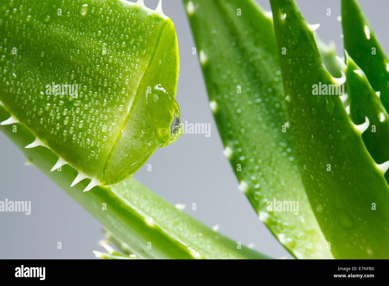 Aloe vera leaf cross section hi-res stock photography and images - Alamy