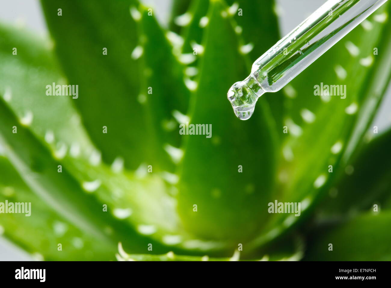 Experiment with Aloe Stock Photo - Alamy