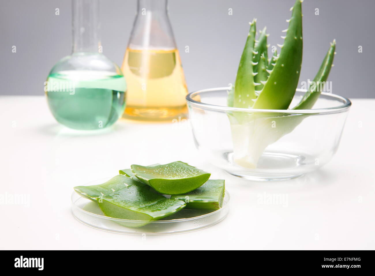 Experiment with Aloe Stock Photo - Alamy