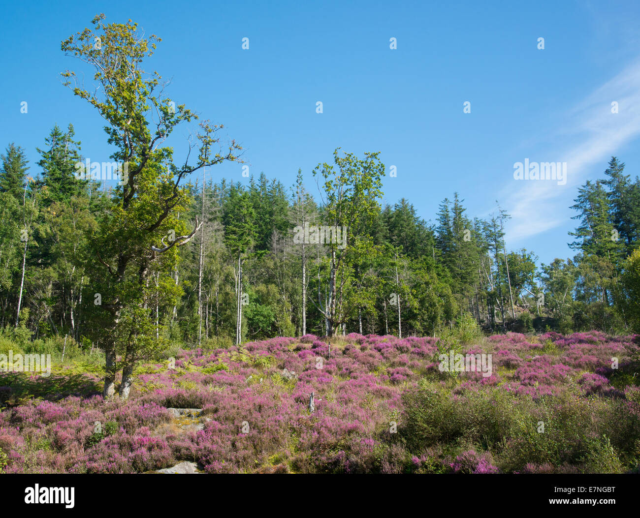 Oak woods scotland hi-res stock photography and images - Alamy