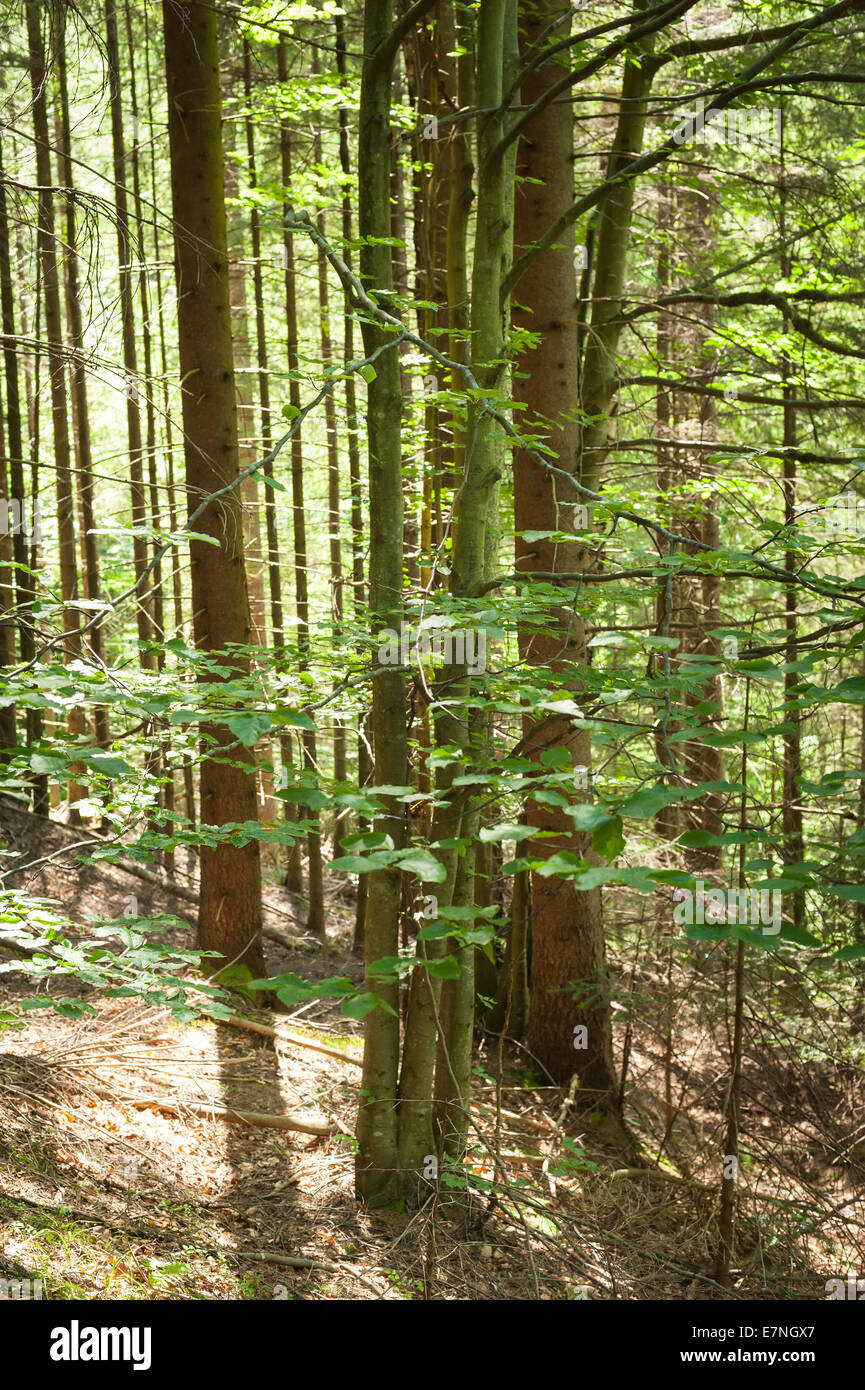 Amazing summer morning landscape of deep highland forest at Carpathian ...