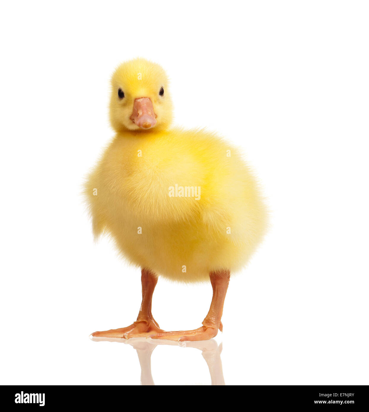 Mallard duckling Cut Out Stock Images & Pictures - Alamy