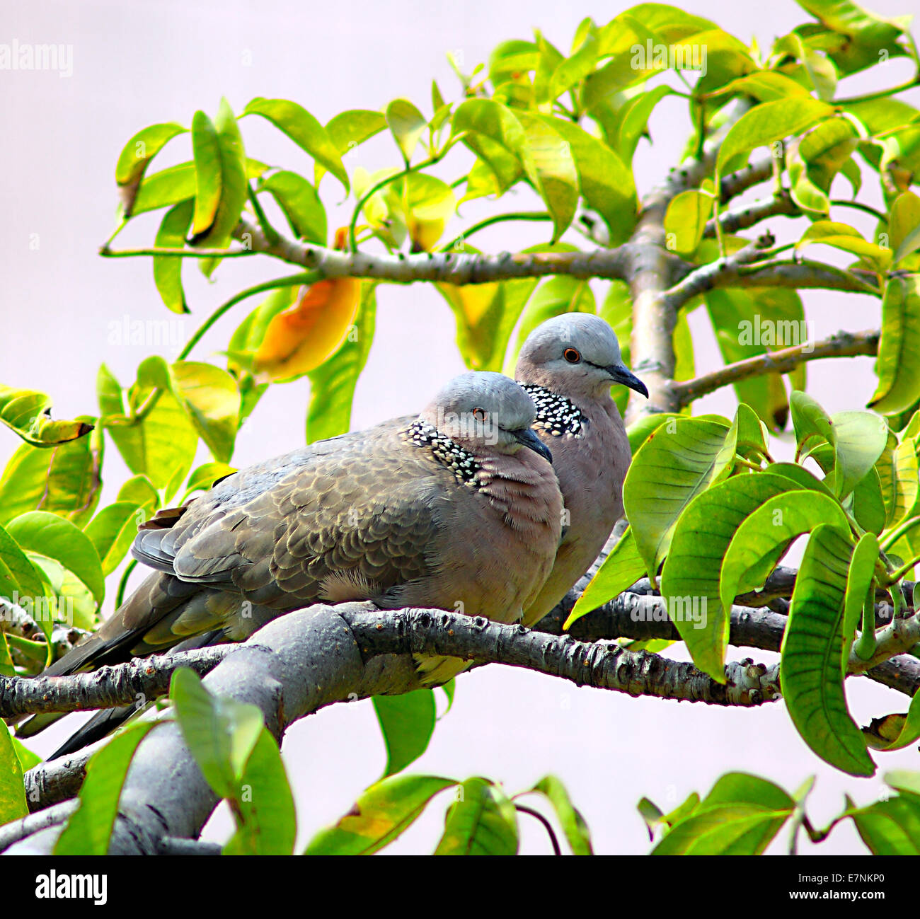 Close up of birds hi-res stock photography and images - Alamy