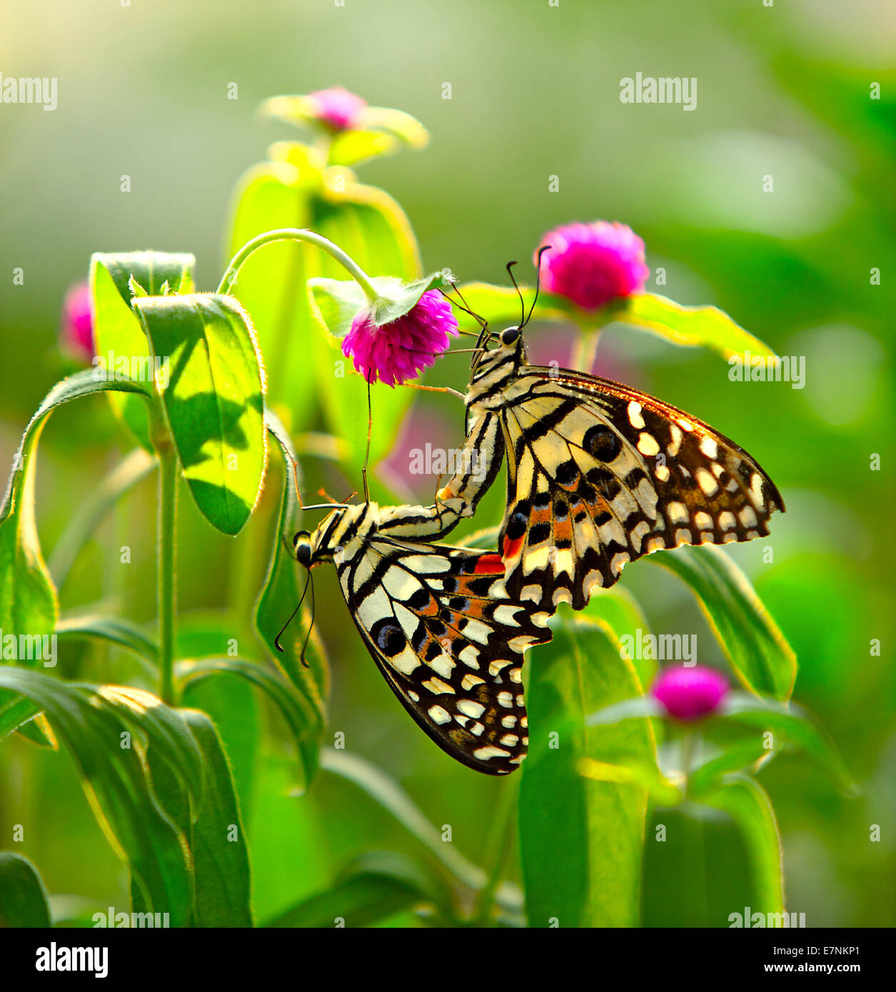 Butterflies back side hi-res stock photography and images - Alamy