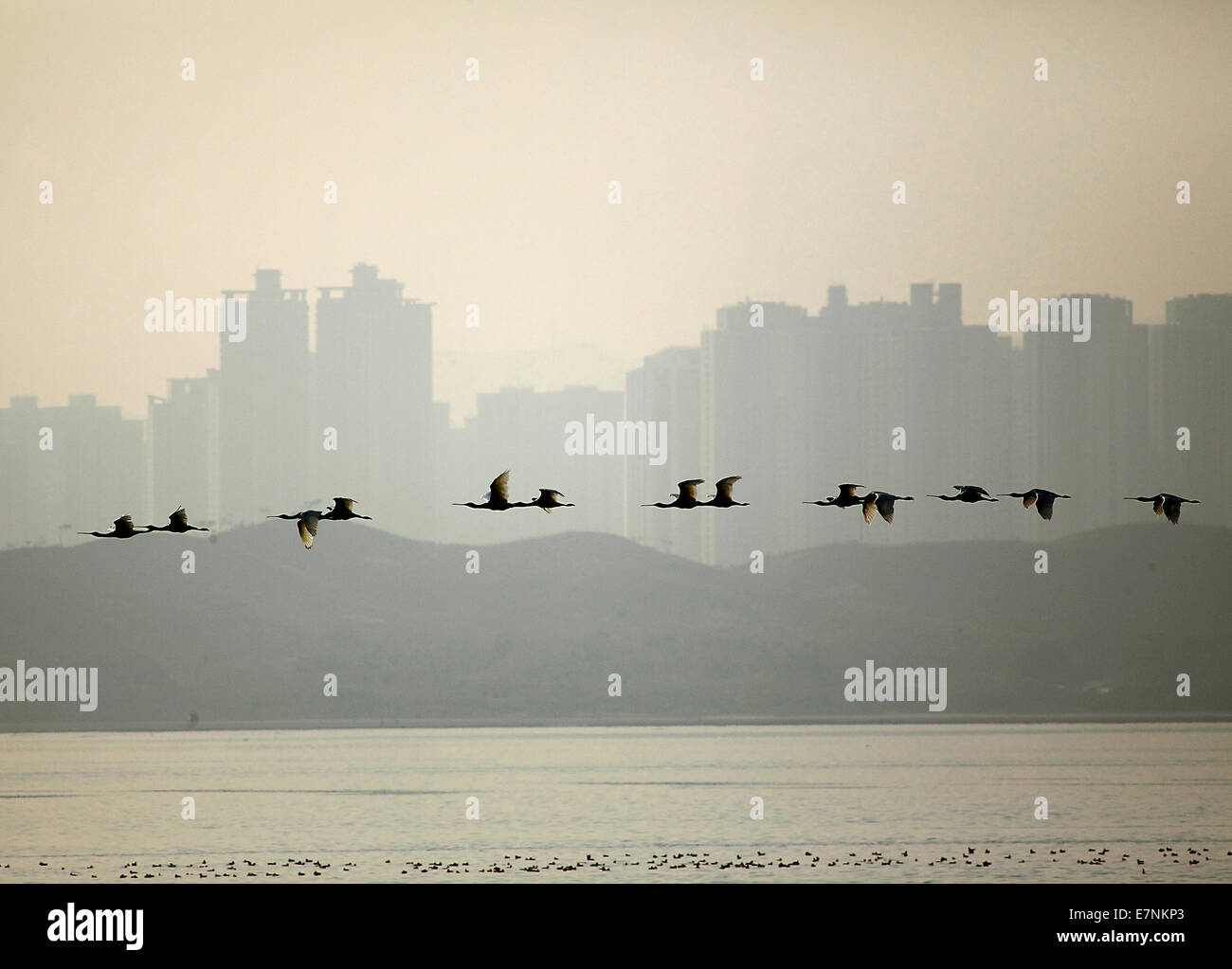 Geese flying side view hi-res stock photography and images - Alamy