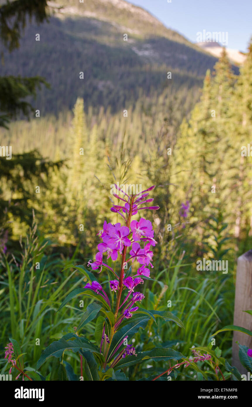 Flower along the Ink pot hiking trail, Banff National Park, Canada ...
