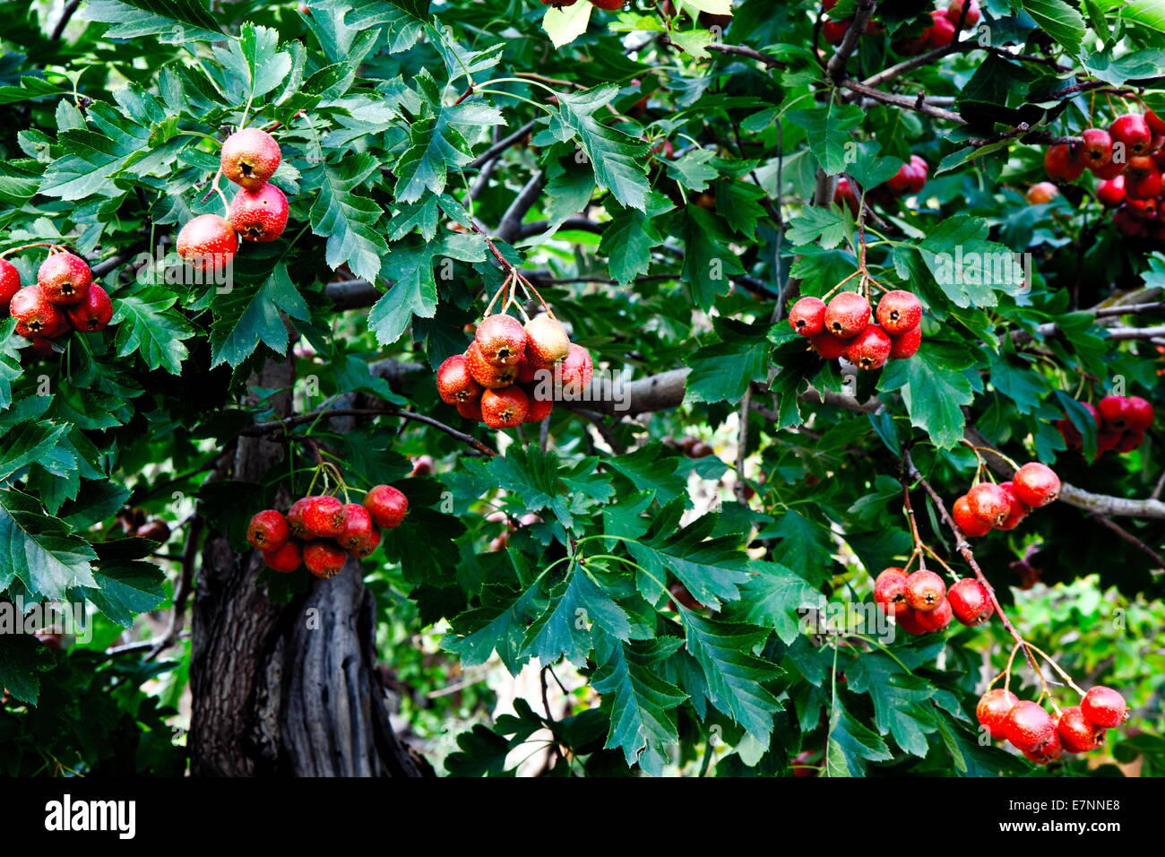Large hawthorn tree hi-res stock photography and images - Alamy