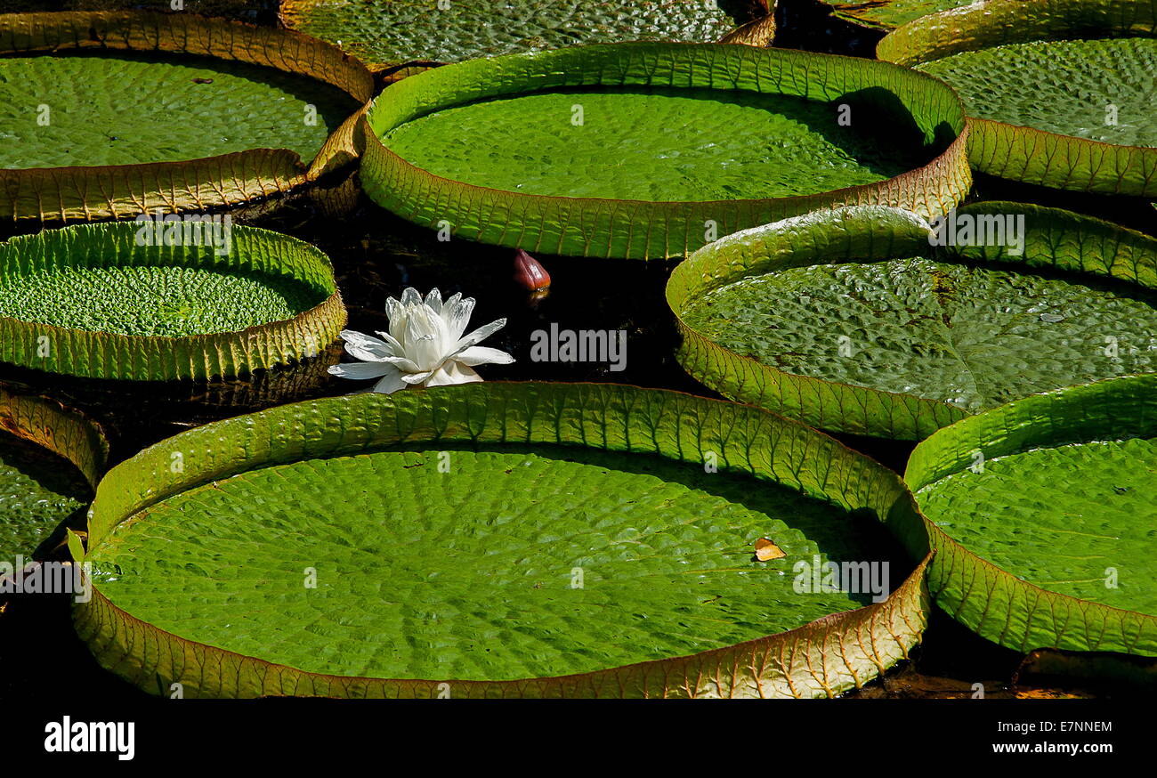 Chinese waterlily hi-res stock photography and images - Alamy