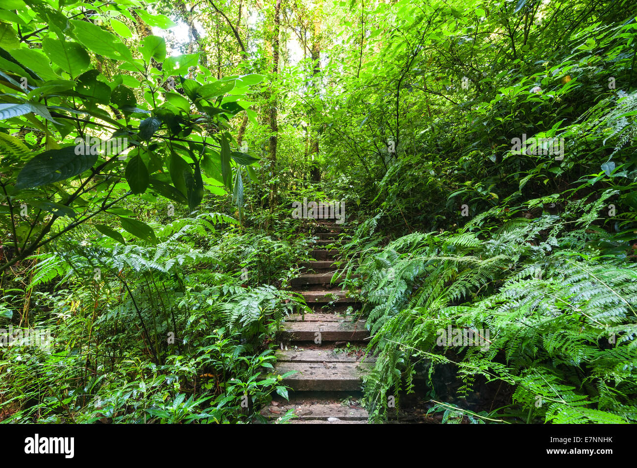 Trekking trail leading through jungle landscape of deep tropical rain ...