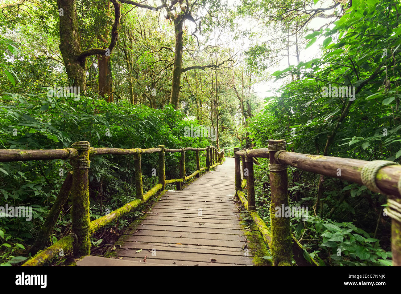 Jungle landscape. Wooden bridge at misty tropical rain forest. Travel ...