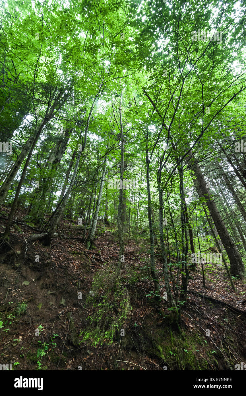 Pine trees and ferns growing in deep highland forest. Carpathian ...