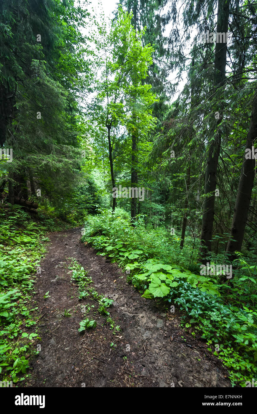 Trekking trail leading through summer landscape of pine tree highland ...
