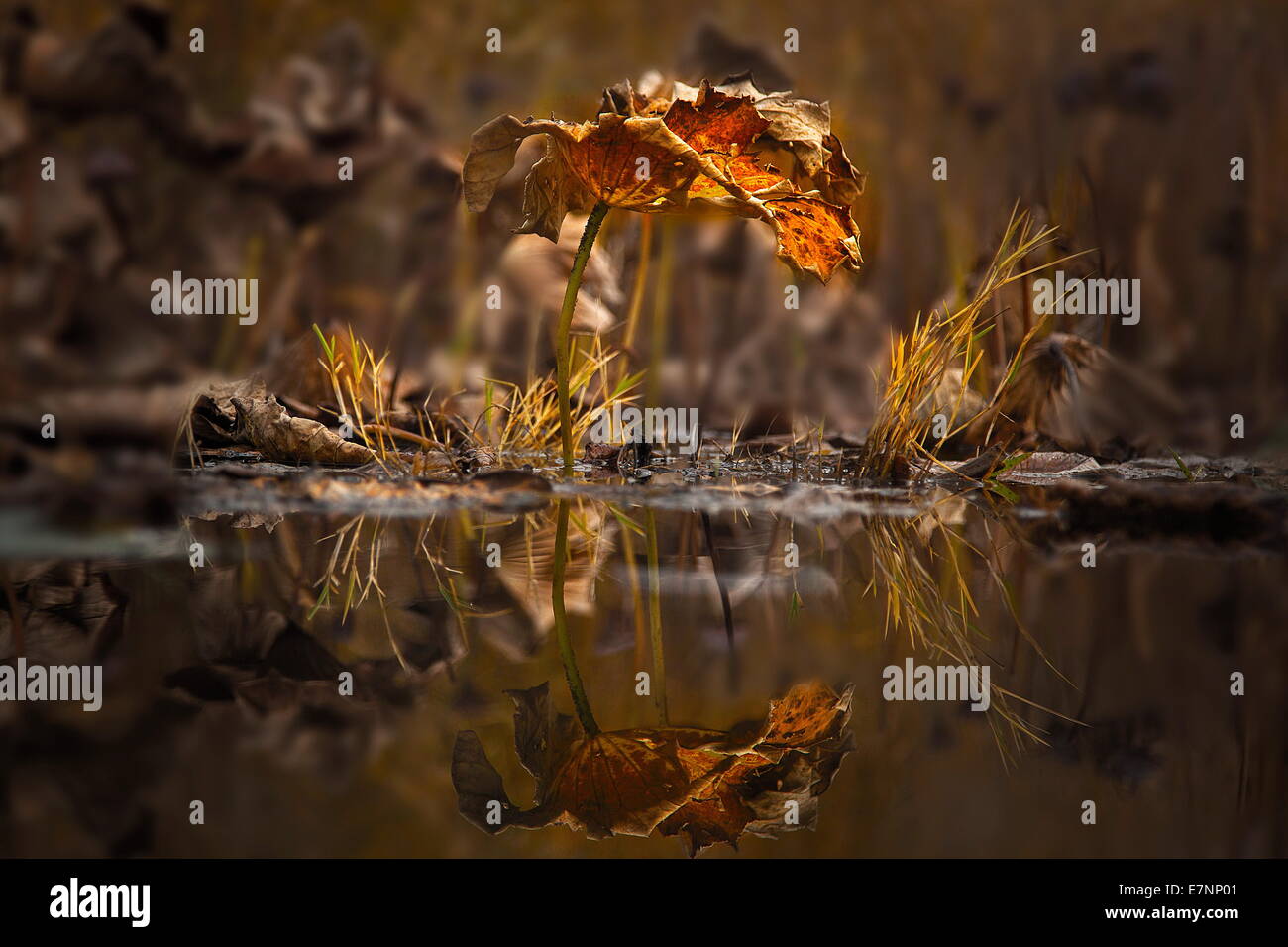 Dead lotus plant in hi-res stock photography and images - Alamy