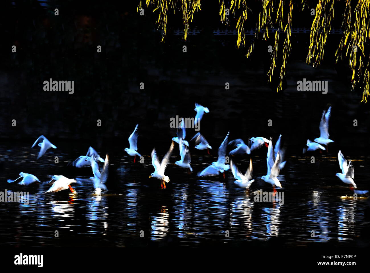 Seagull in an urban setting hi-res stock photography and images - Alamy
