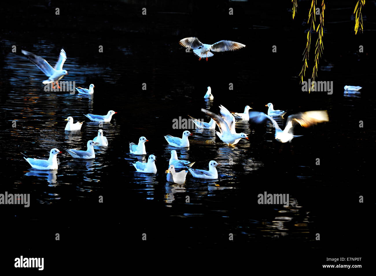 Seagull in an urban setting hi-res stock photography and images - Alamy