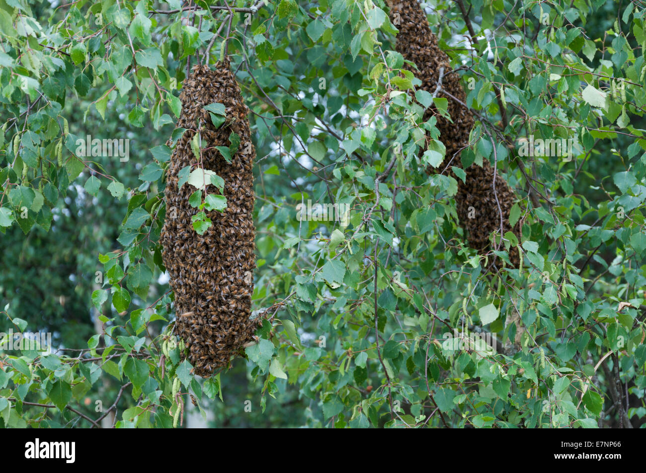 Swarming bees in a tree Stock Photo - Alamy