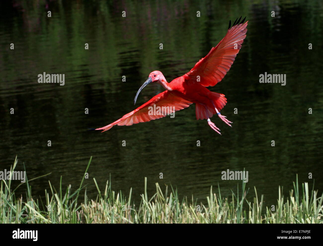 Scarlet Ibis In Flight Stock Photos & Scarlet Ibis In Flight Stock Images - Alamy