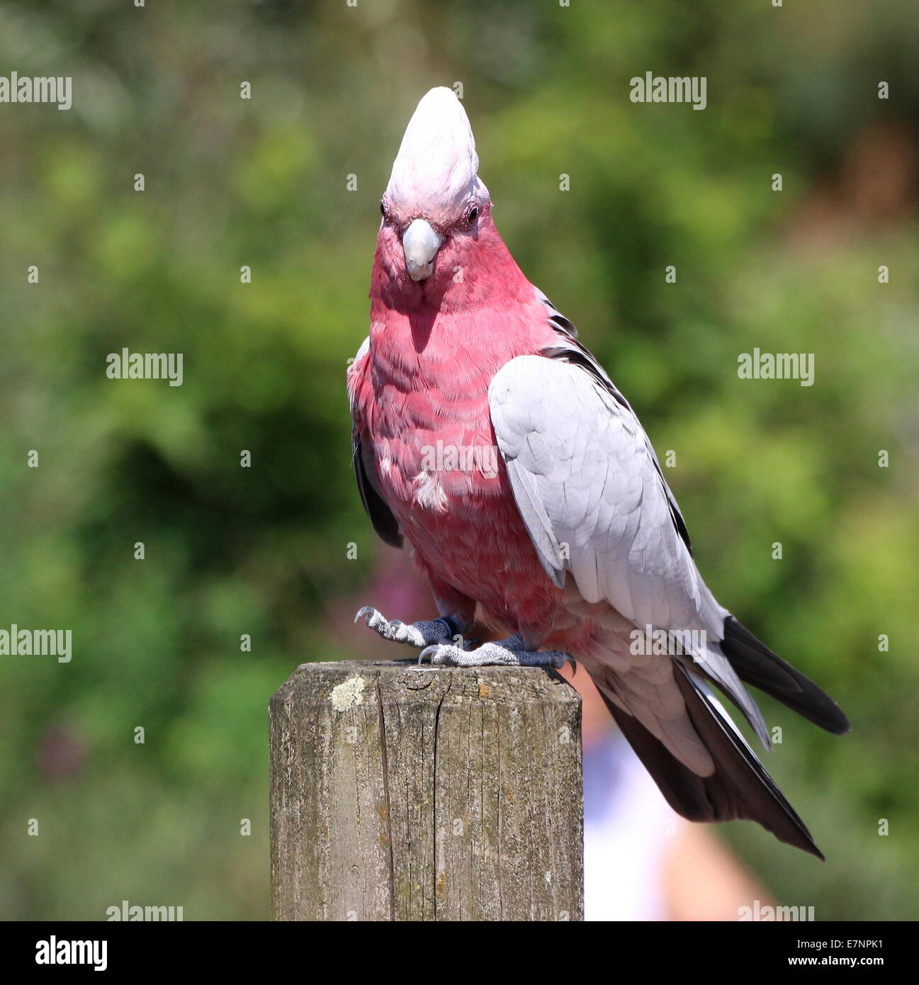 Australian Rose-breasted Cockatoo or Galah Cockatoo (Eolophus ...