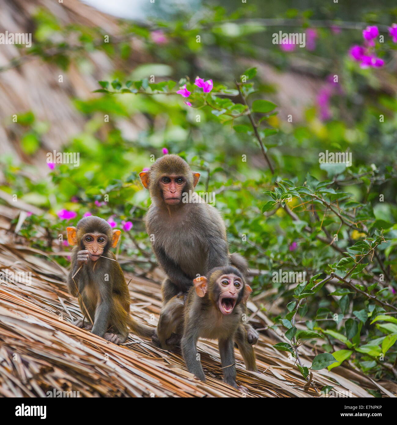Monkey flower photography hi-res stock photography and images - Alamy