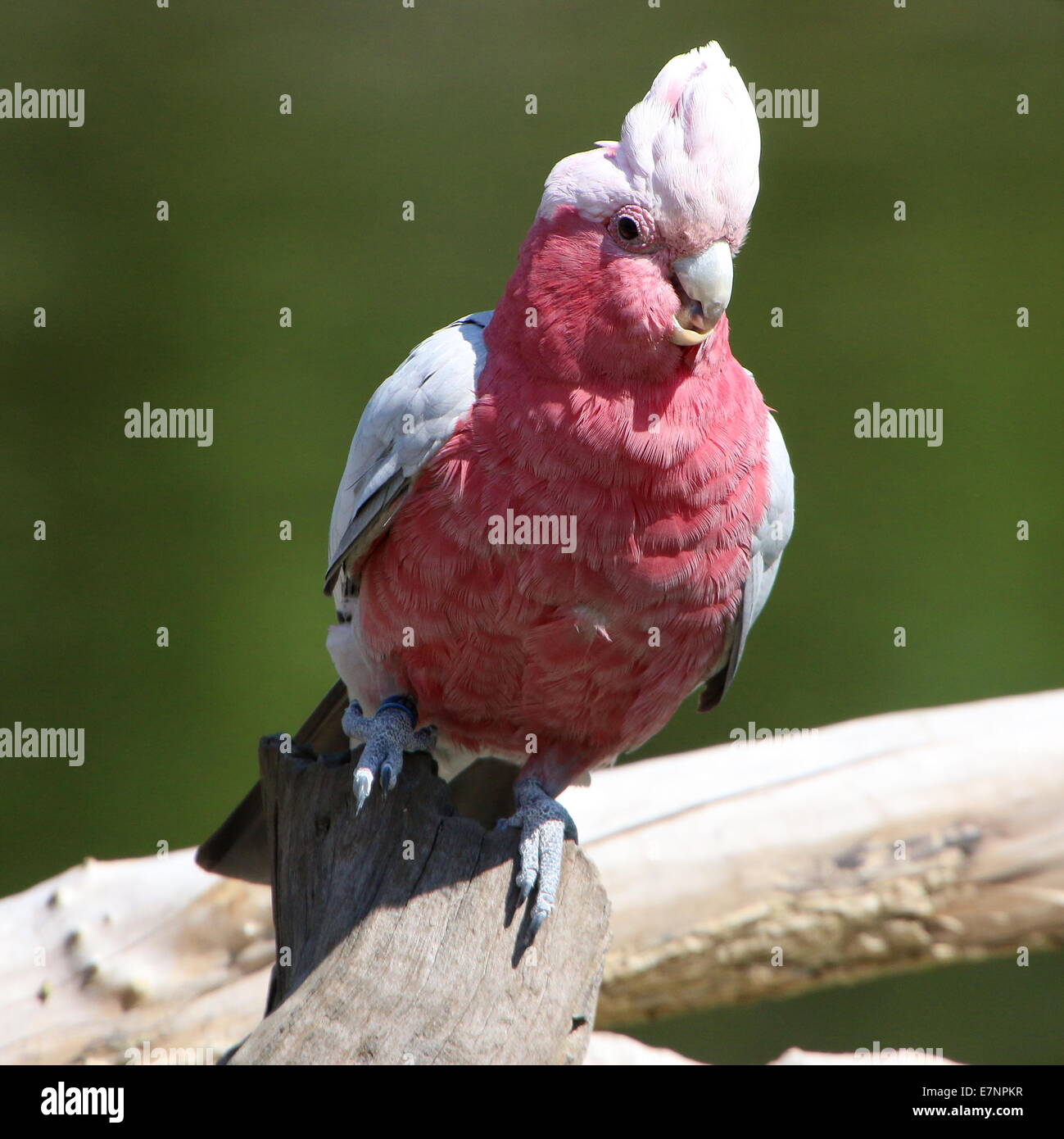 Pink parrot australian galah parrot High Resolution Stock Photography ...