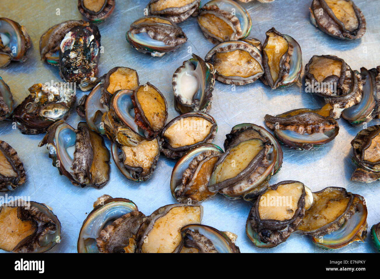 Large abalone shell hi-res stock photography and images - Alamy