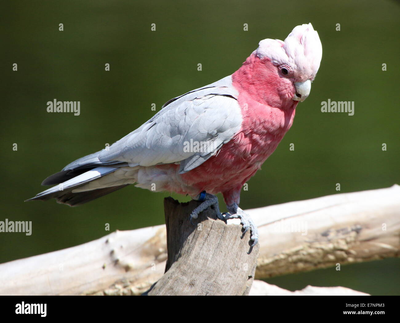 Australian Rose-breasted Cockatoo or Galah Cockatoo (Eolophus ...