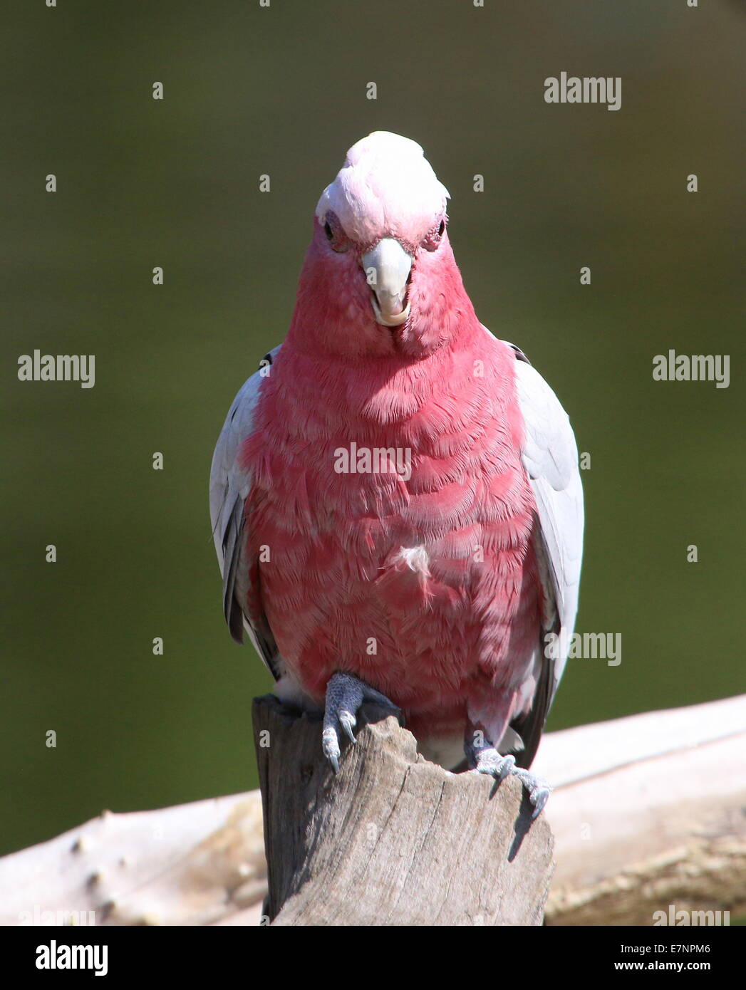 Australian Rose-breasted Cockatoo or Galah Cockatoo (Eolophus ...
