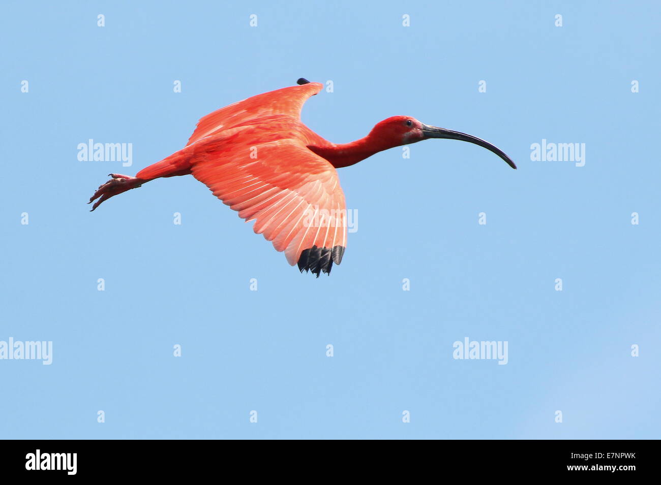 Scarlet ibis in flight hi-res stock photography and images - Alamy
