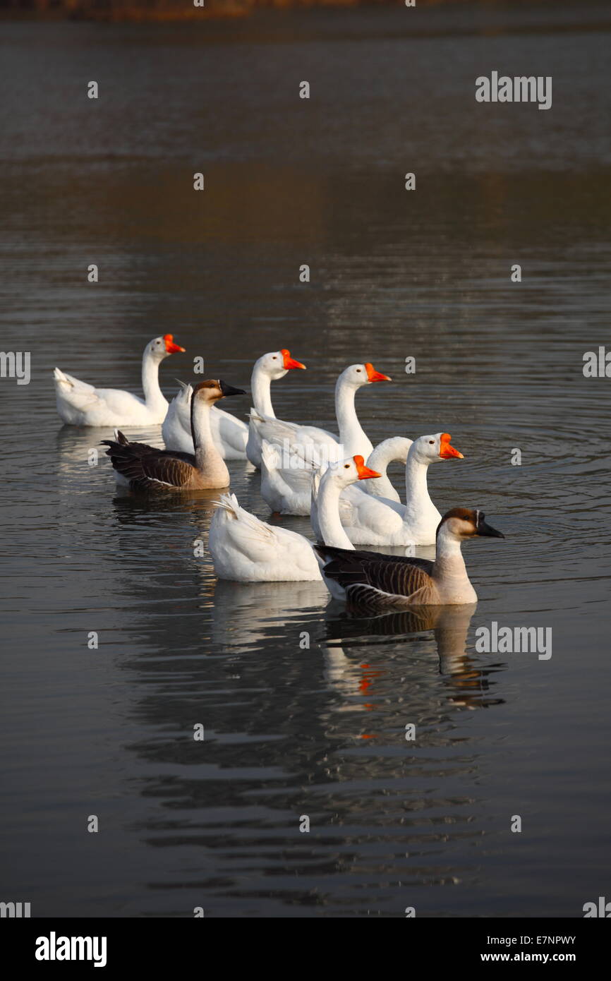 Medium goose hi-res stock photography and images - Alamy